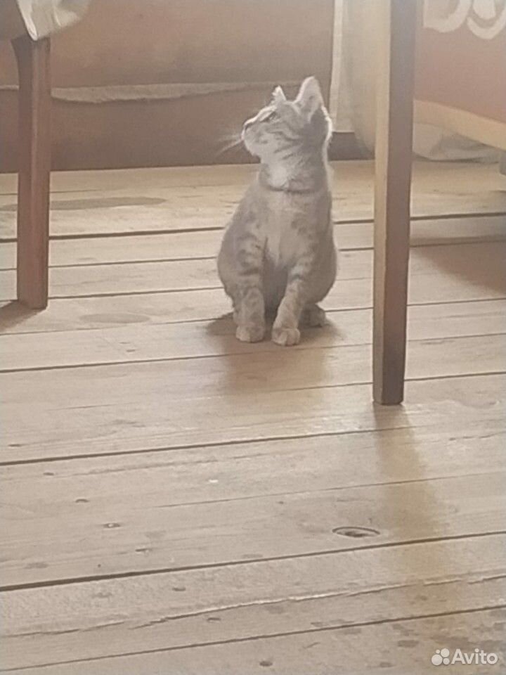 Котенок. Помесь Египетской мау