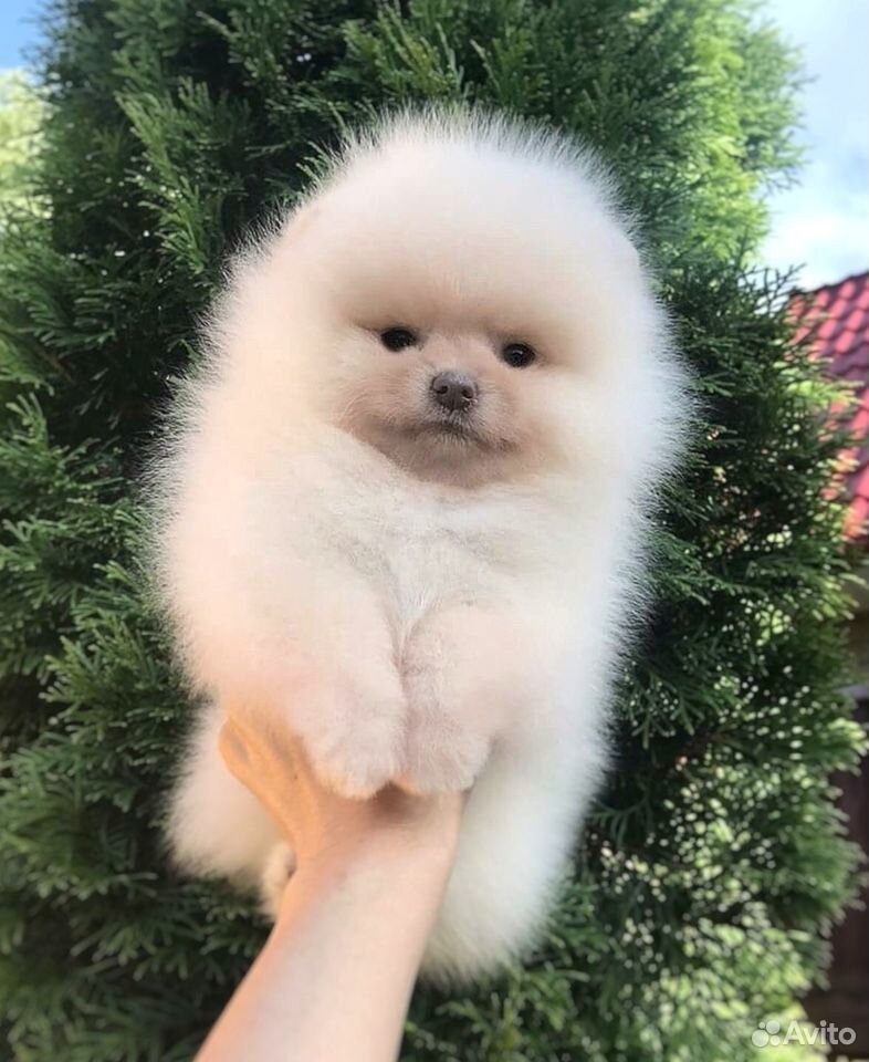 Шпиц