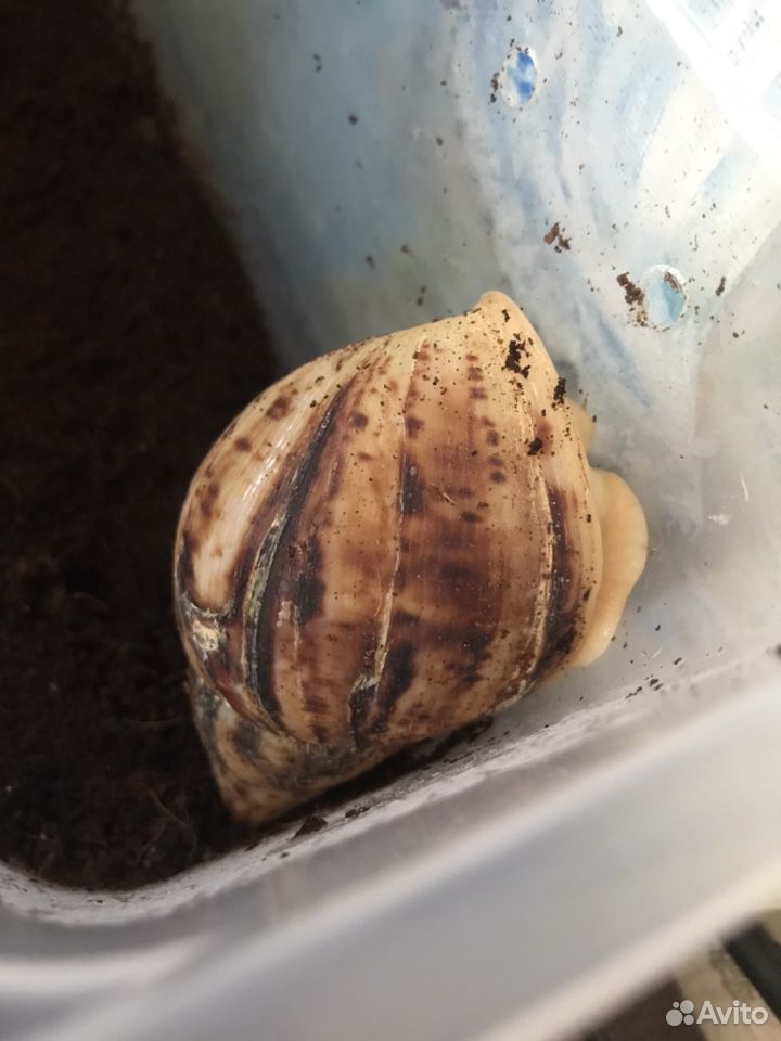 Улитка ахатина