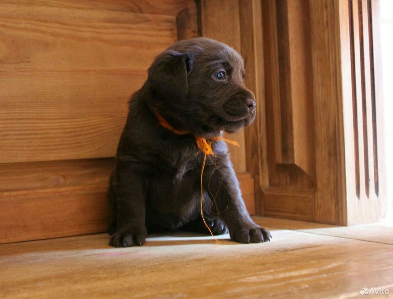 Щенок Лабрадора