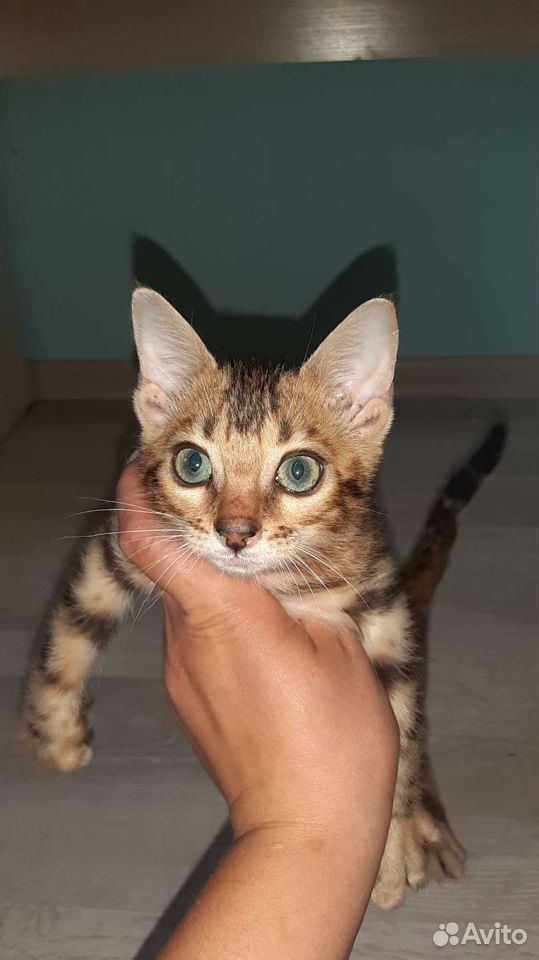 Кошка