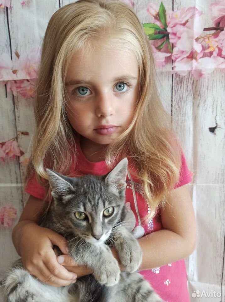 Серебристый котёнок Сильвер 3,5 месяца в добрые ру