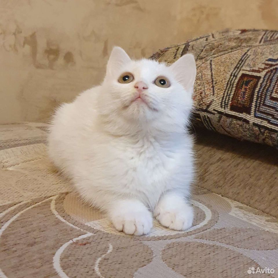 Котенок белый с жёлтыми глазами, девочка