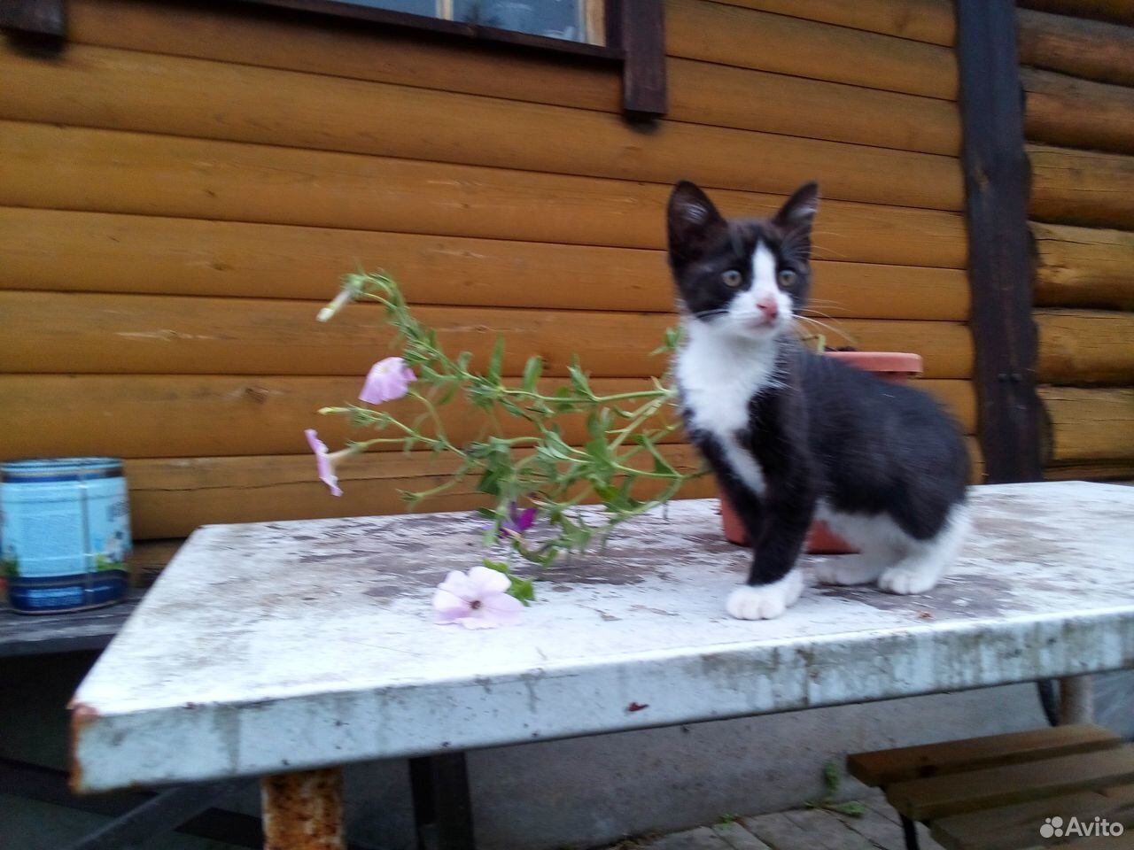 Котейкин в добрые руки