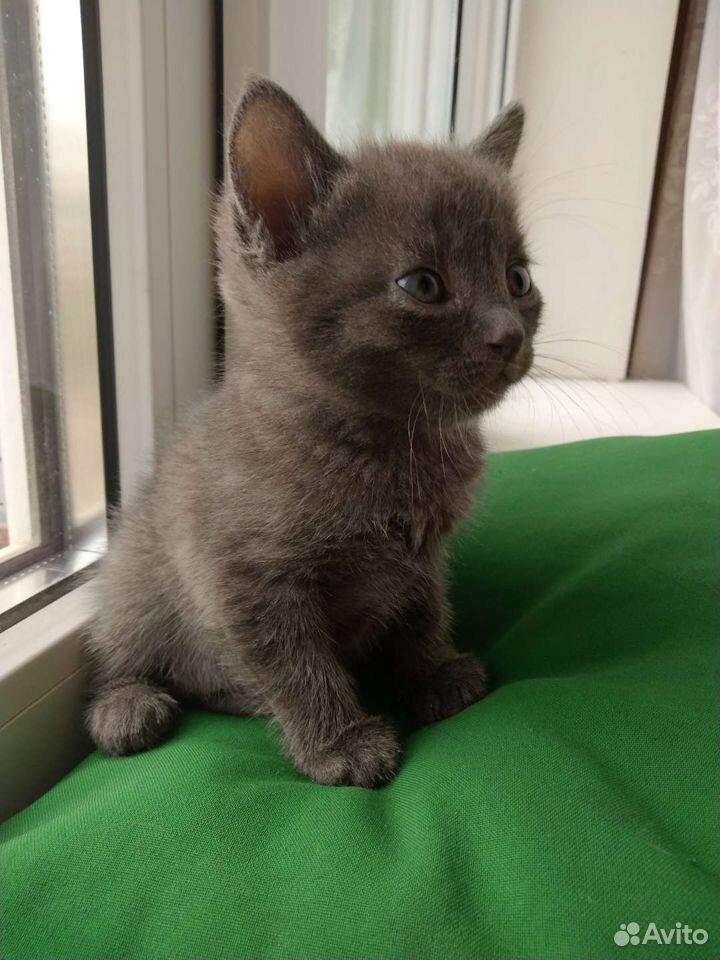 Серый котёнок мальчик