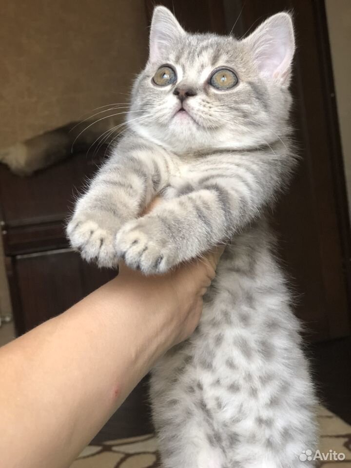Британская