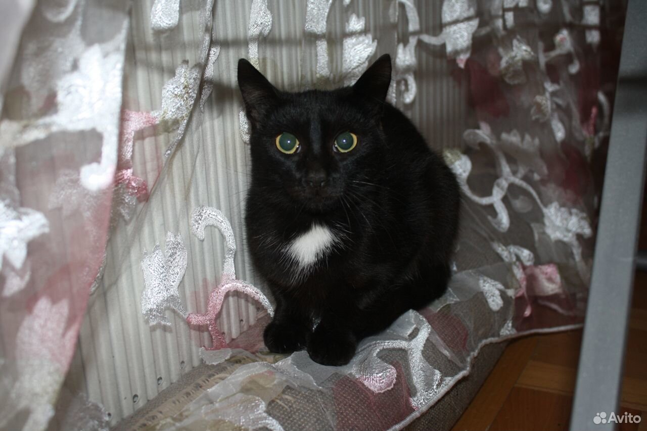 Молоденький котик ждет добрую хозяйку