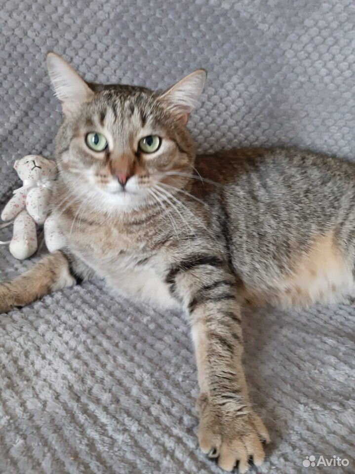 Ласковый котик Никита