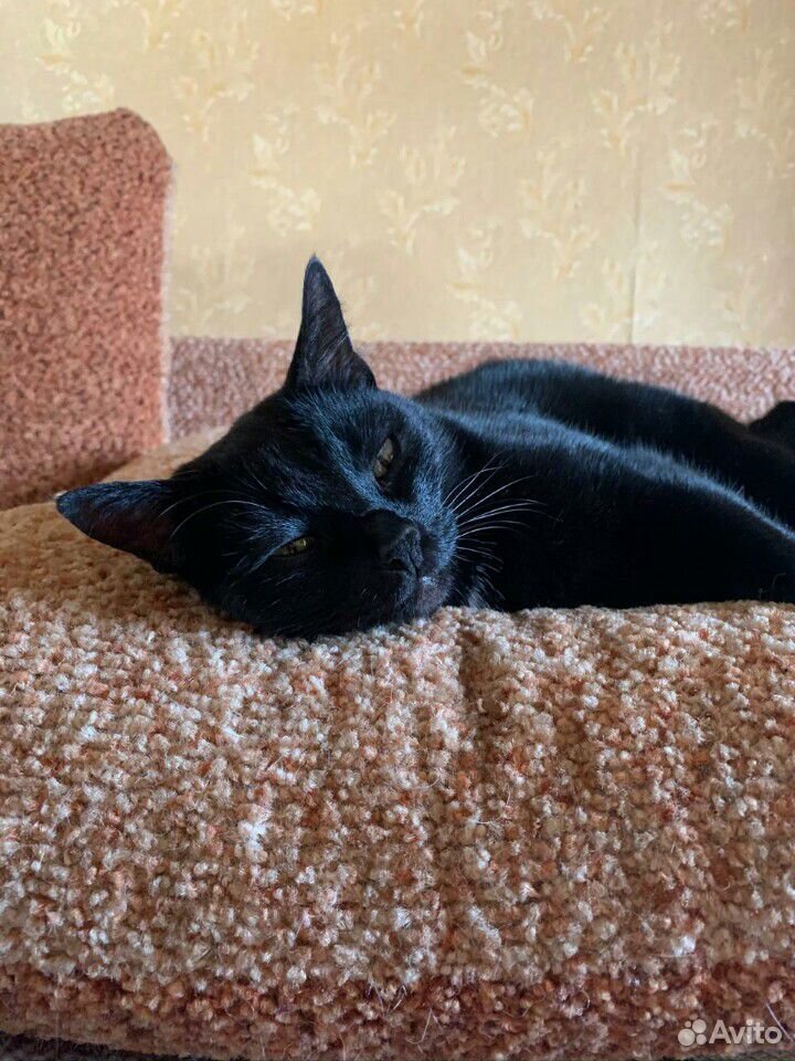 Кошка филюша в надежные добрые руки