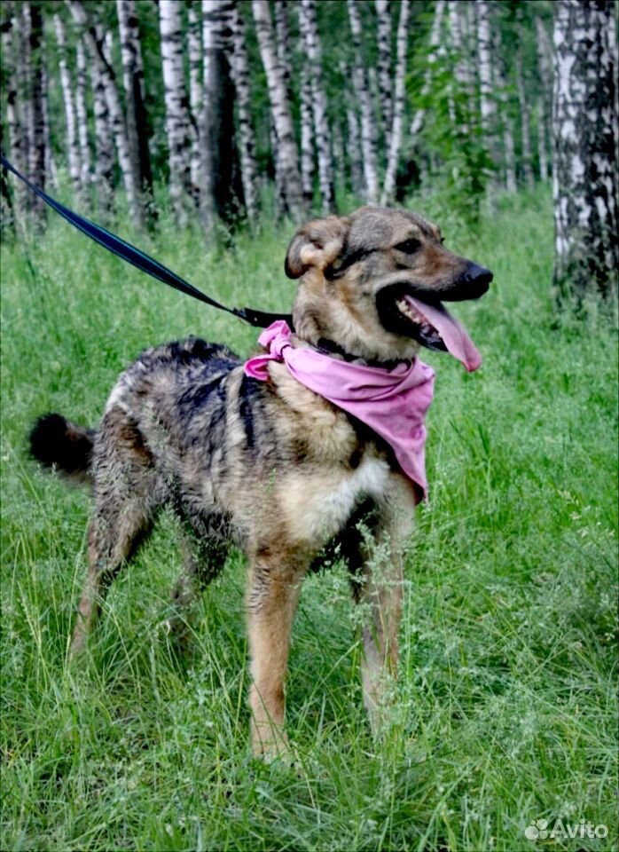 Пловчиха Томми ищет дом