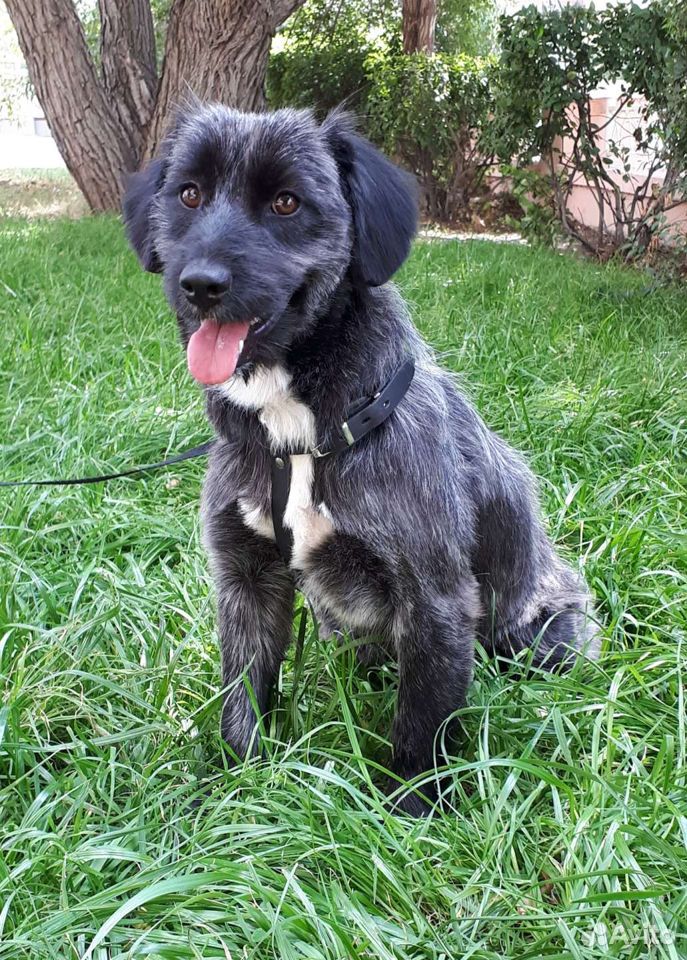 Долли отдам в добрые руки