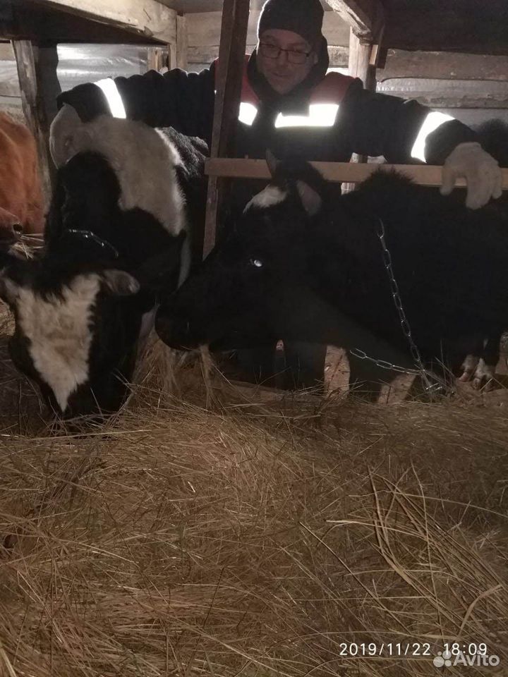 Ищу инвестора крс