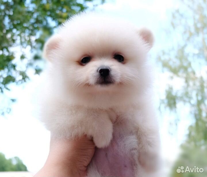 Шпиц(девочка)