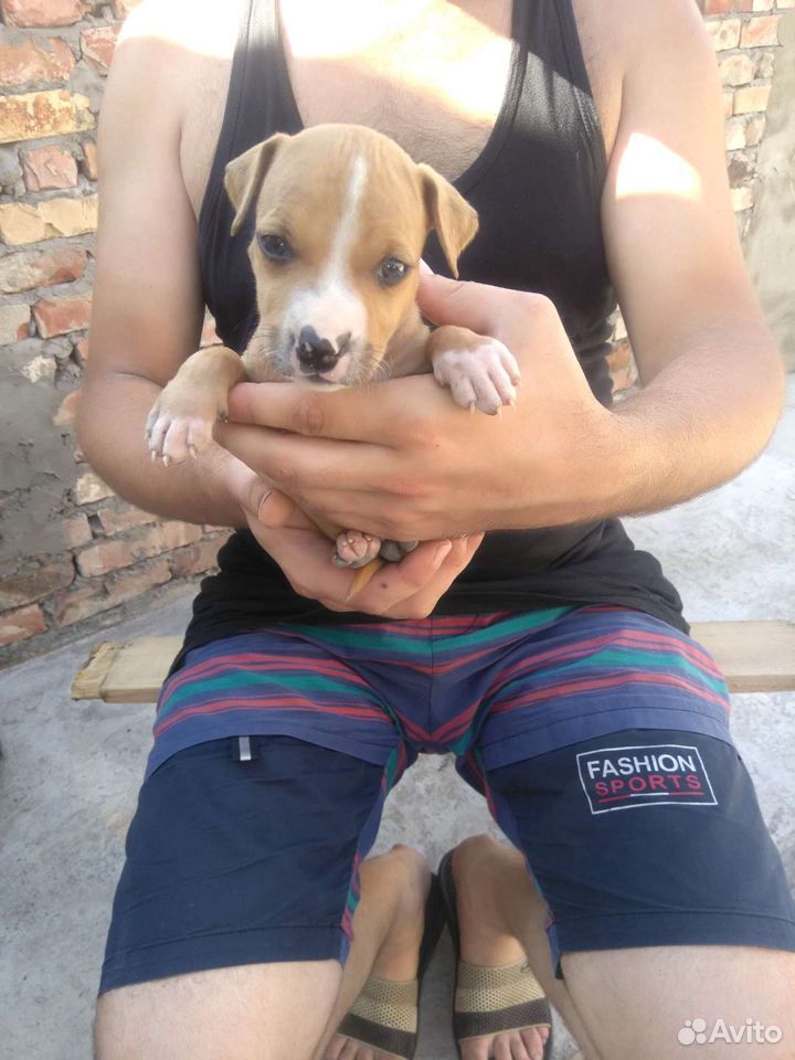 Щенки помесь Пит+стаф