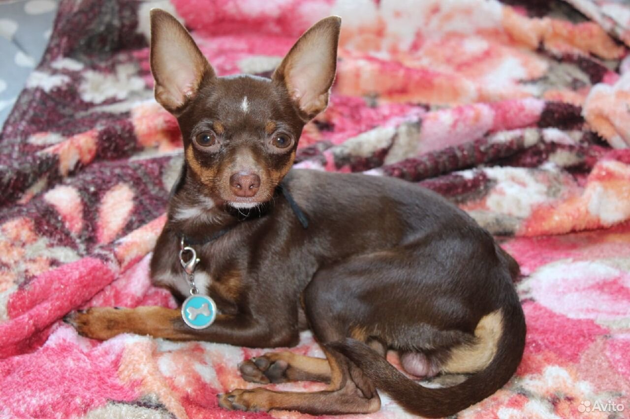 Вязка Той-терьер