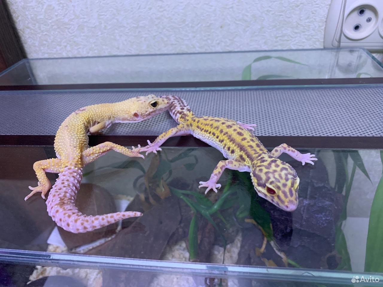 Эублефары + террариум
