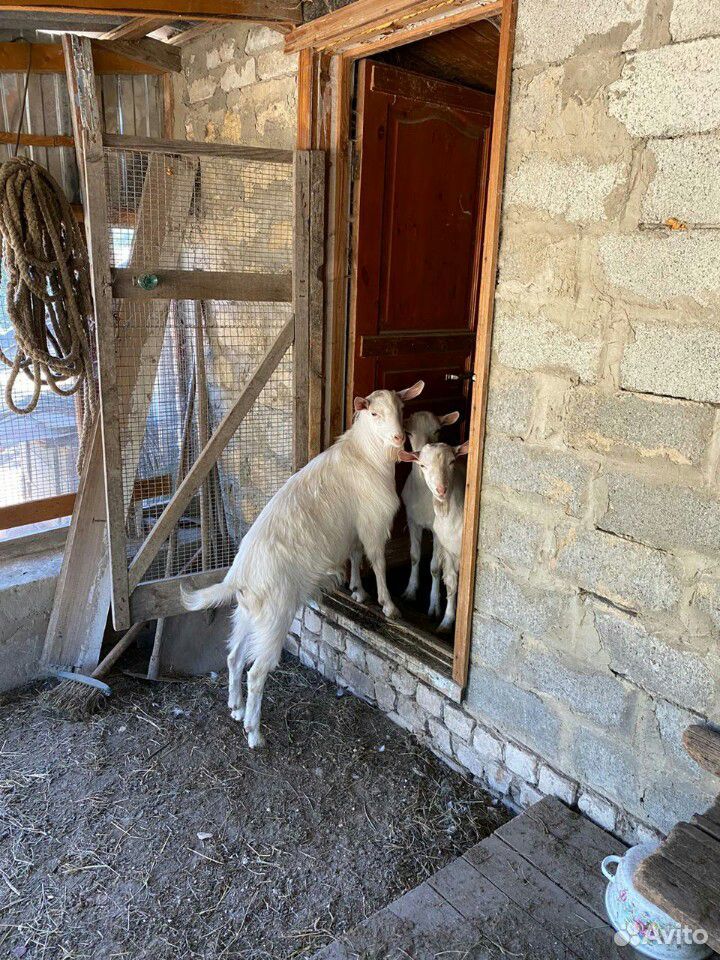 Козлы на племя
