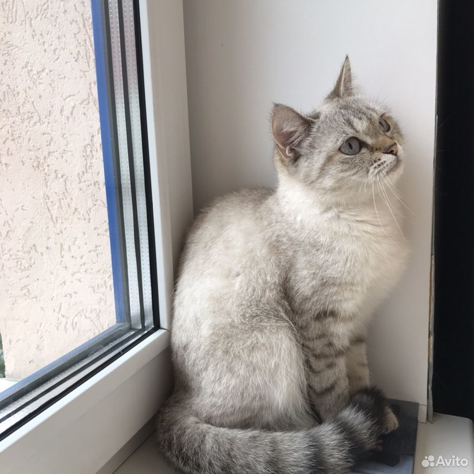Кошка Мия