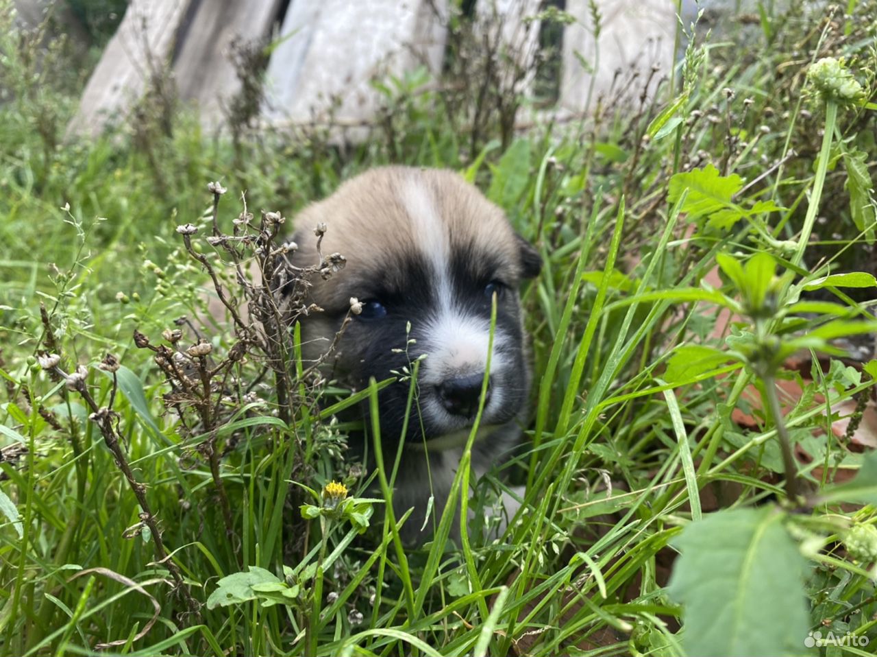 Щенята ищут дом