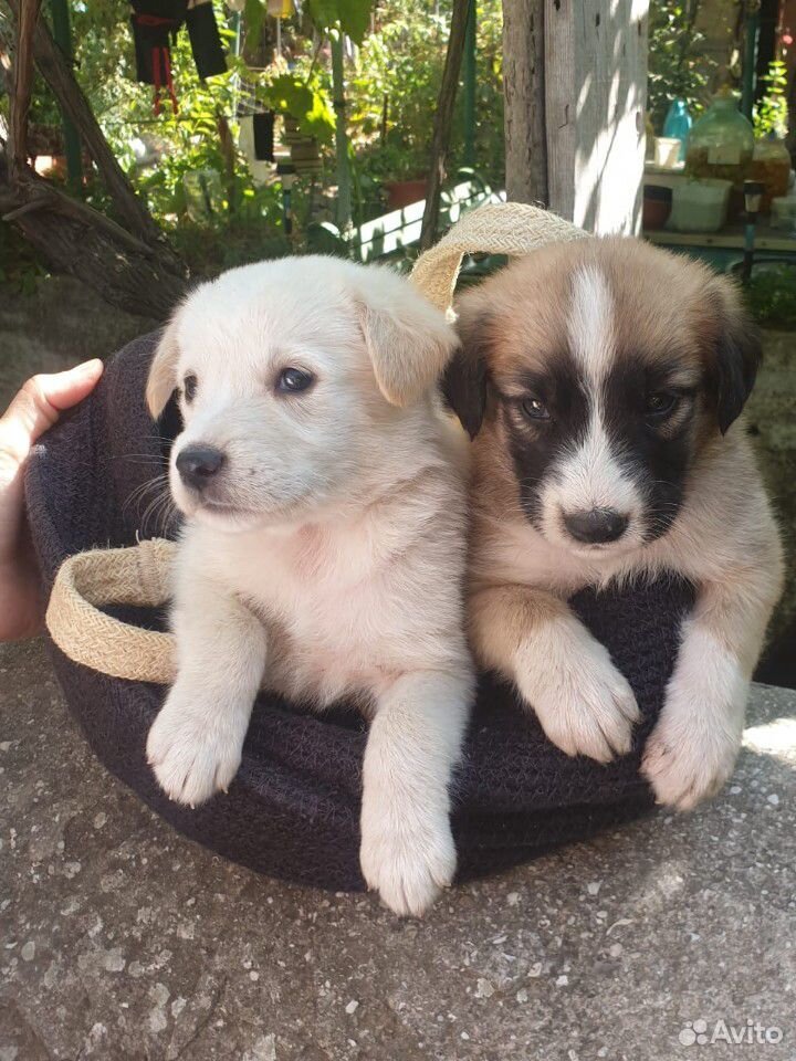 Щенки в дар