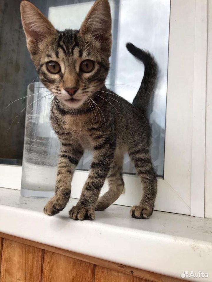 Кошка