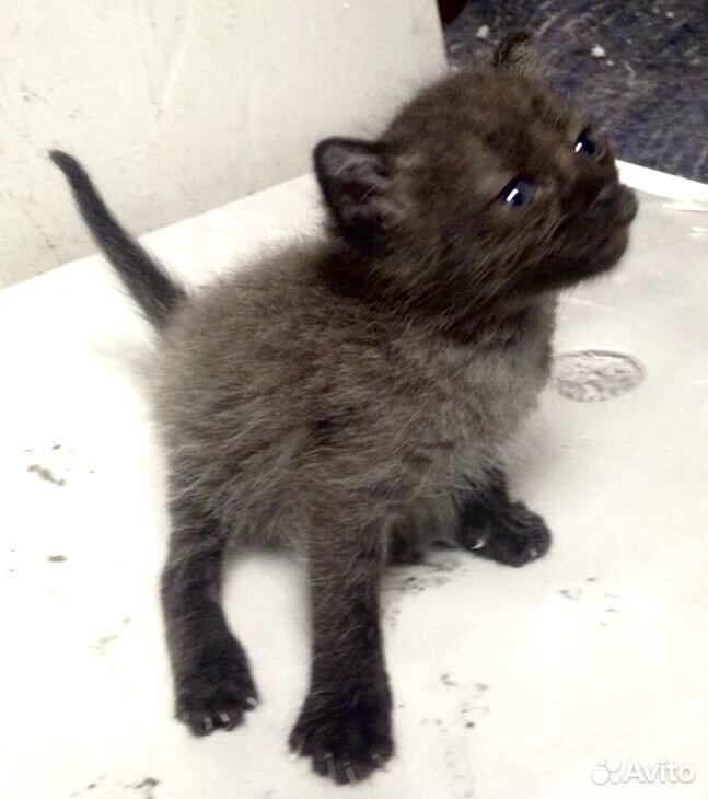 Котята домашние. Месячные. От умнейшей кошки