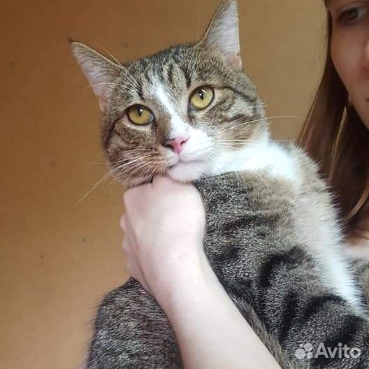 Кот Максим в добрые руки