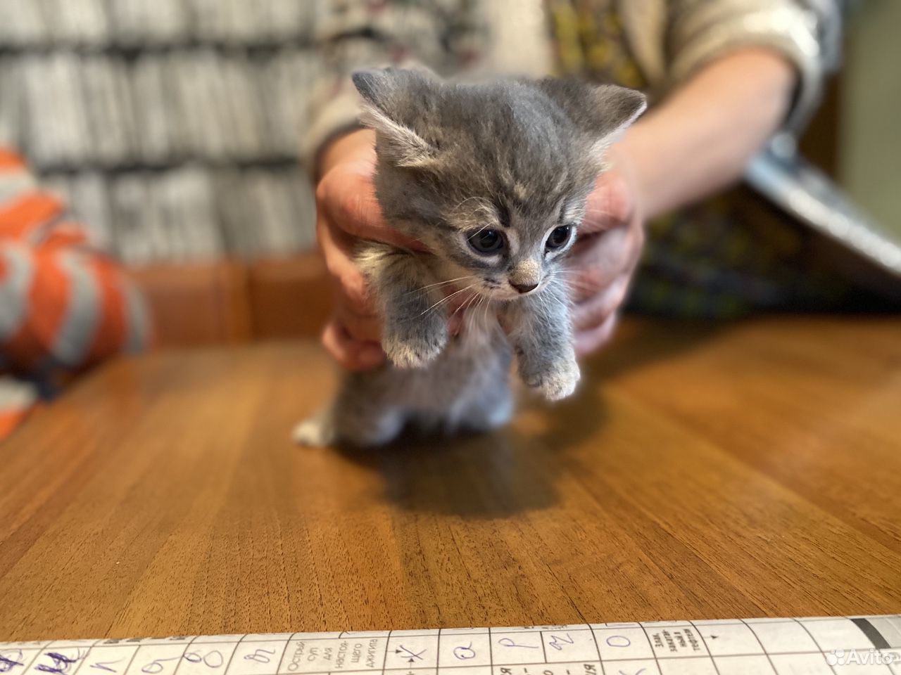 Котята