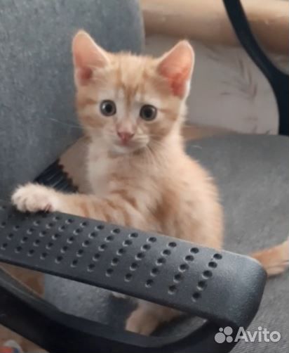 Рыжий котик в хорошие руки