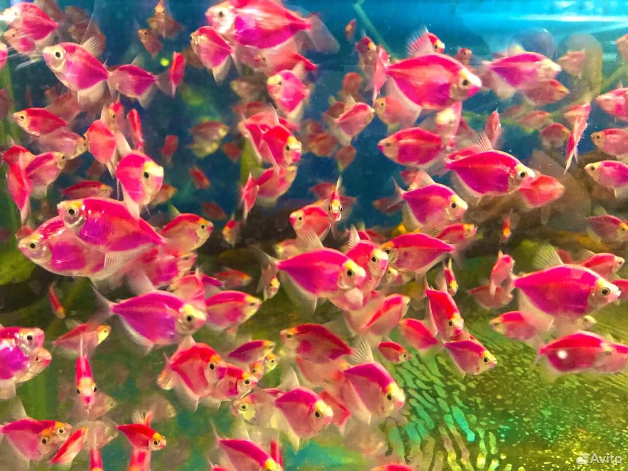 Аквариумные рыбки