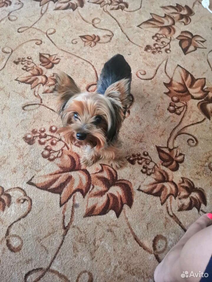 Йоркширский терьер