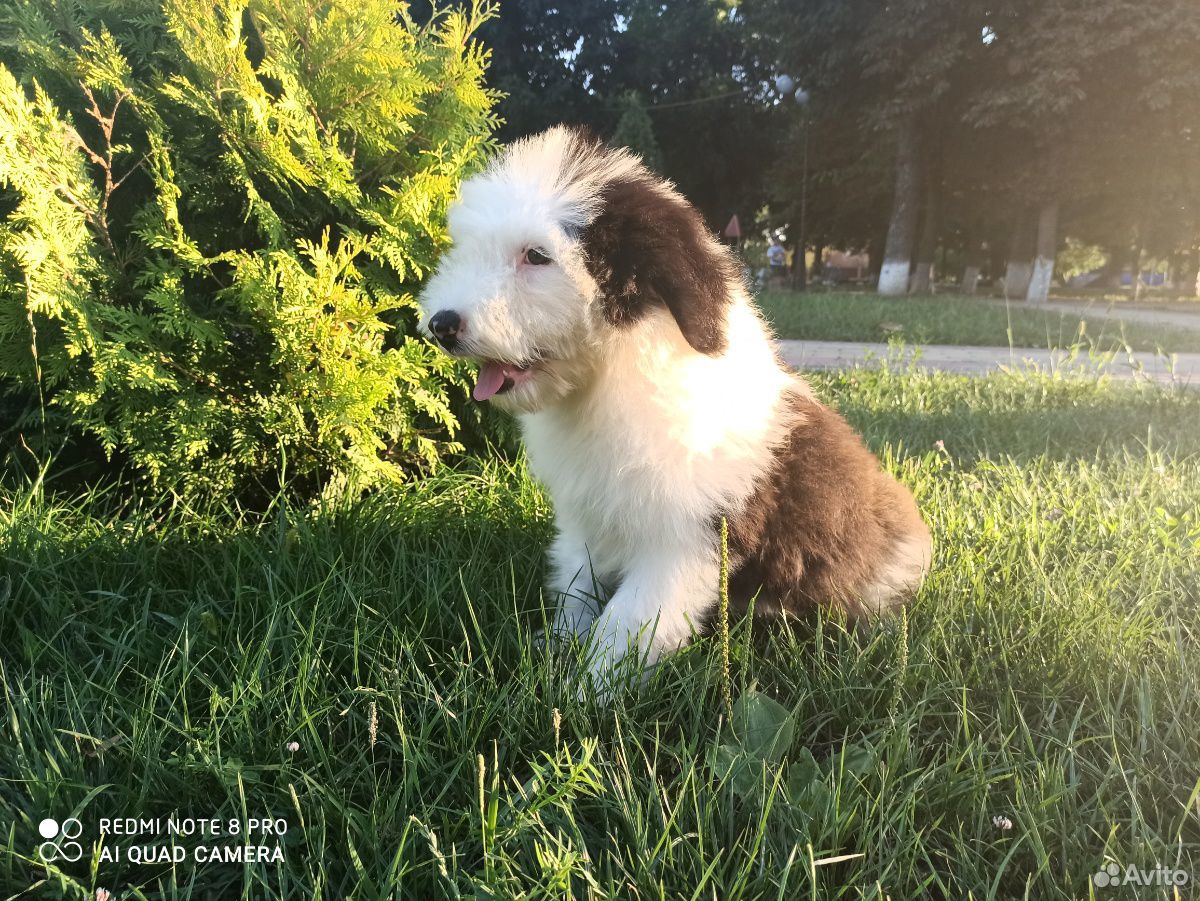 Девочка бобтейл