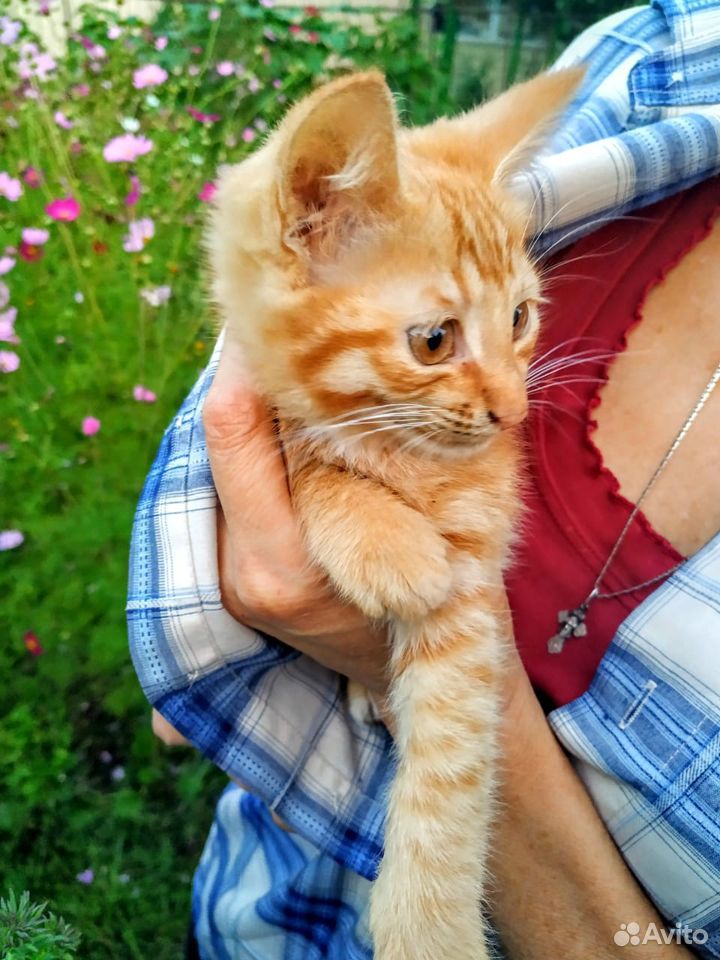 Рыжие котята рыжая кошечка