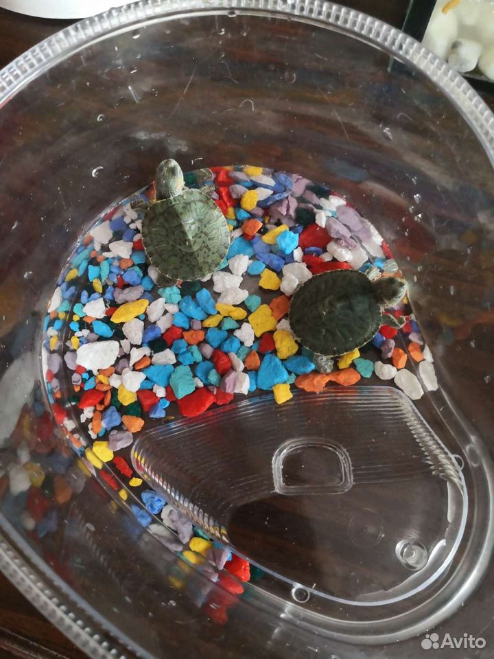 Черепашки морские