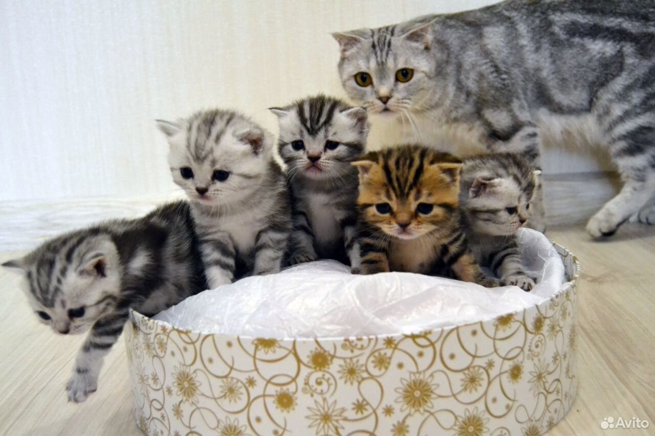 Шотландская кошечка