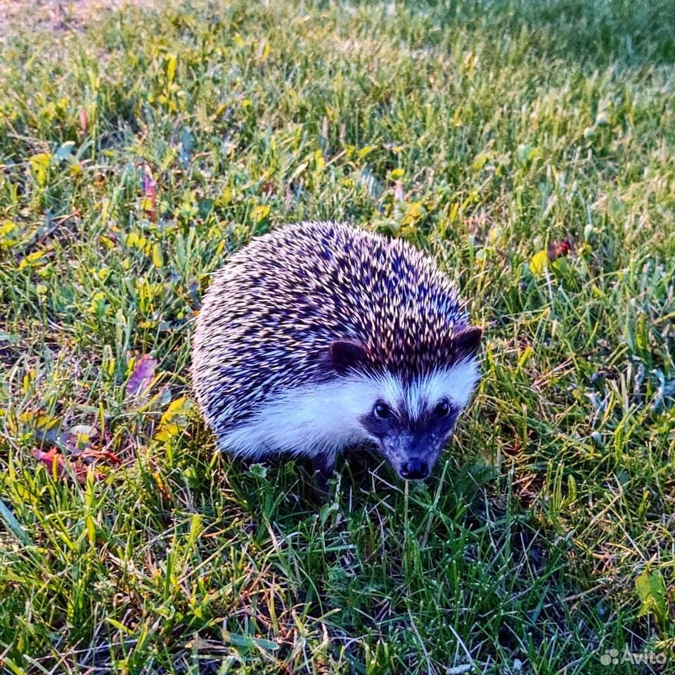 Вязка еж (самец)