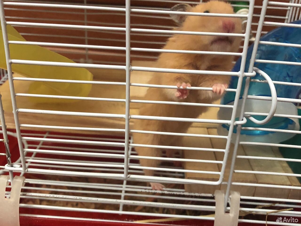 Хомяк с клеткой