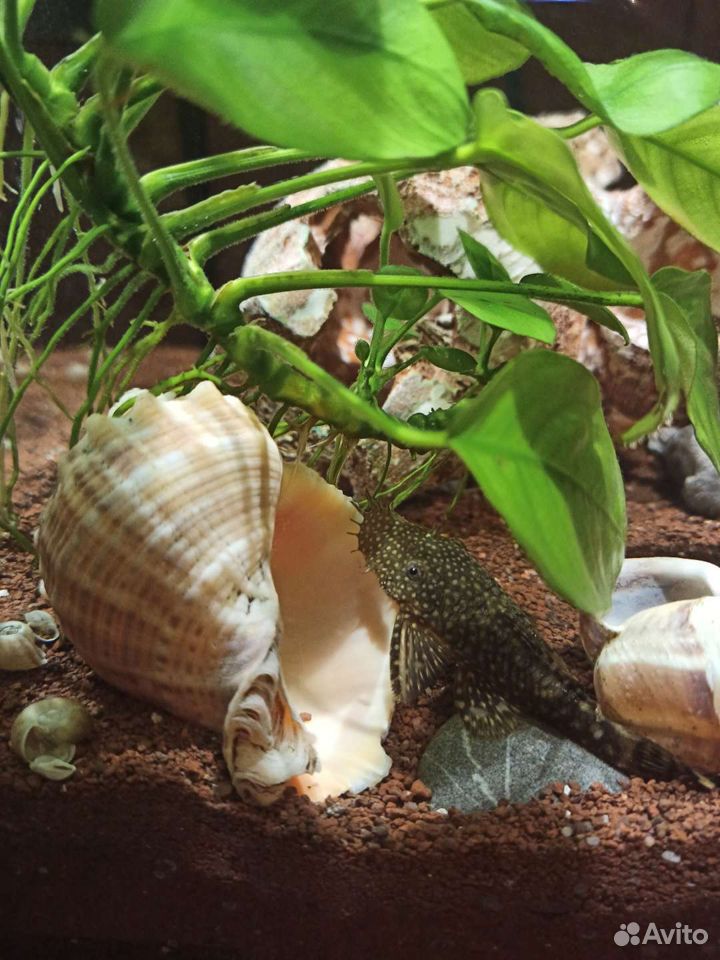 Мальки сомиков Анцитрус