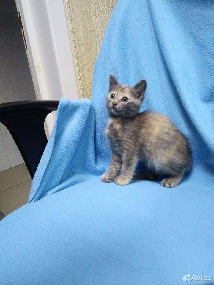 Котенок 2 месяца, девочка, голубокремовая