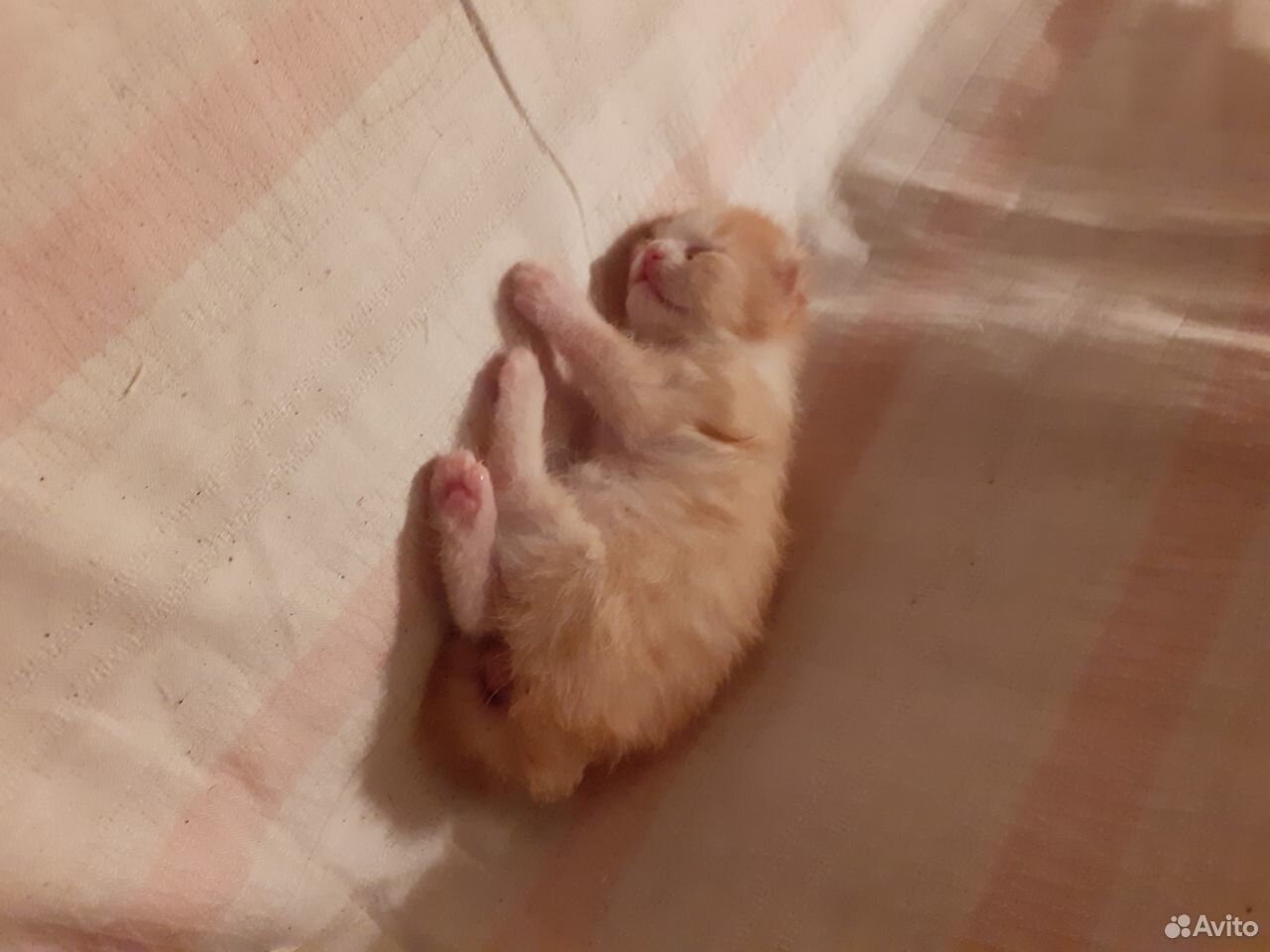 Отдам котенка в хорошие руки