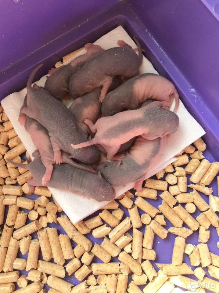 Крысята дамбо