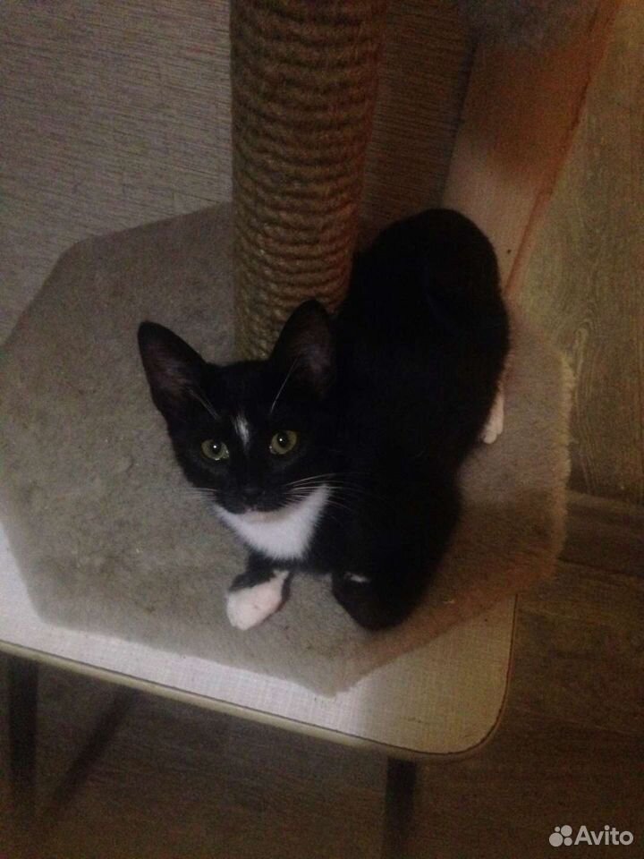 Котенок подросток