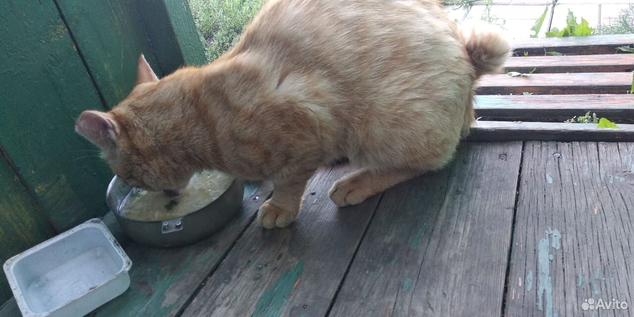 Рыжий дачный котик