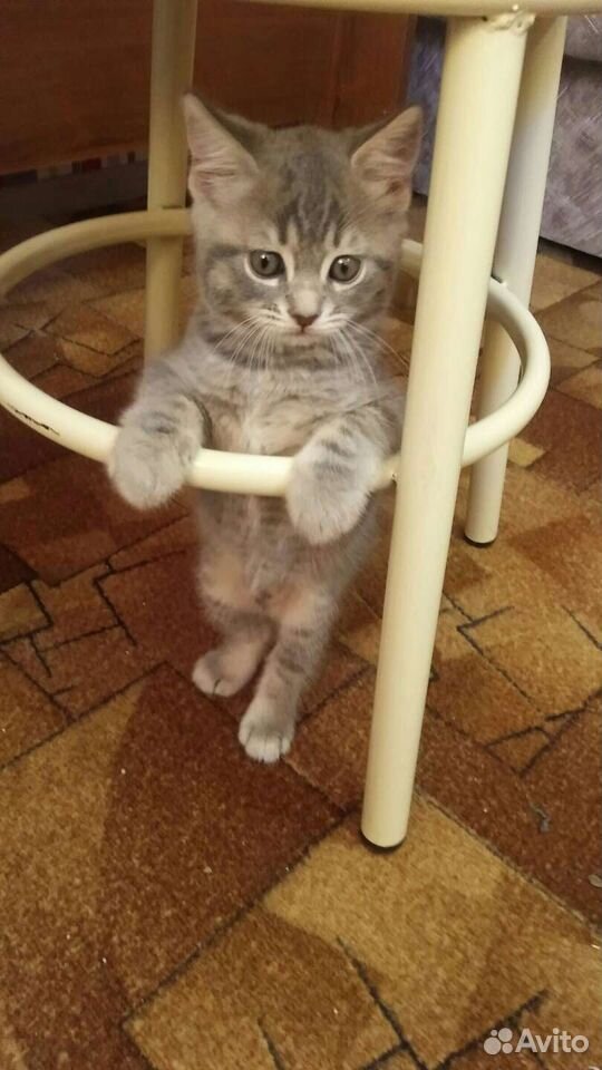 Котик Компотик