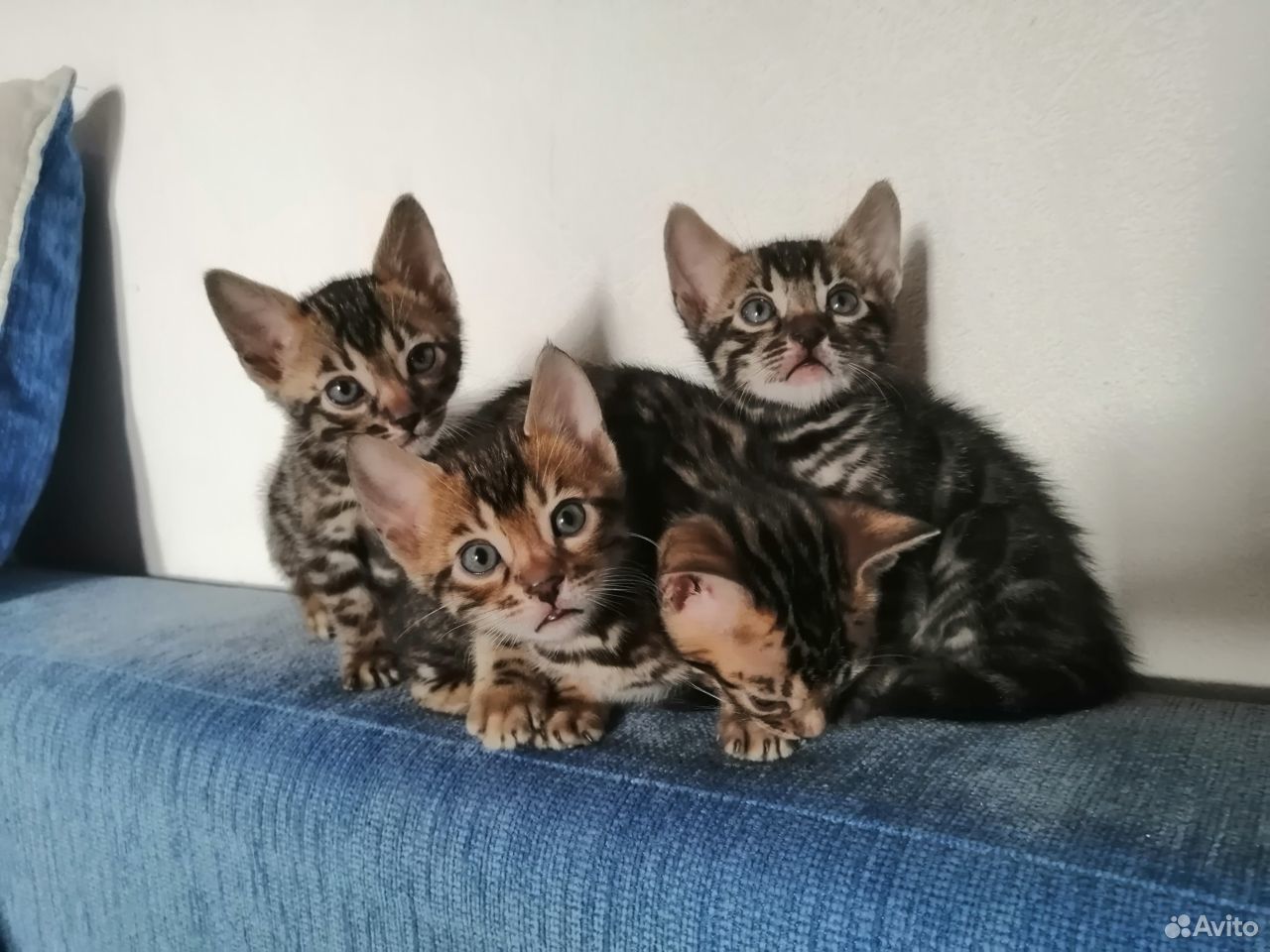 Бенгальские котята