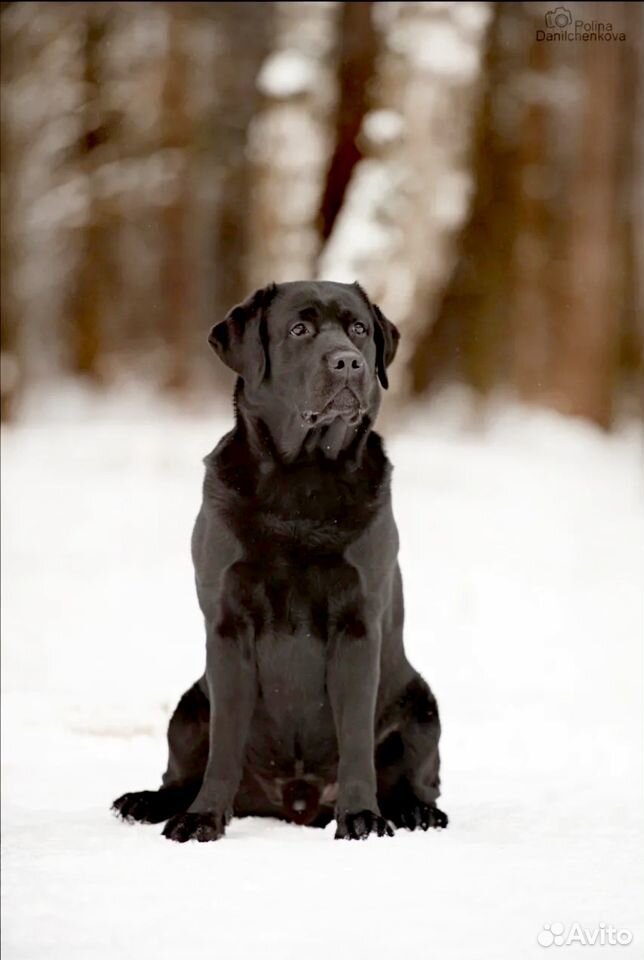 Лабрадор для вязки