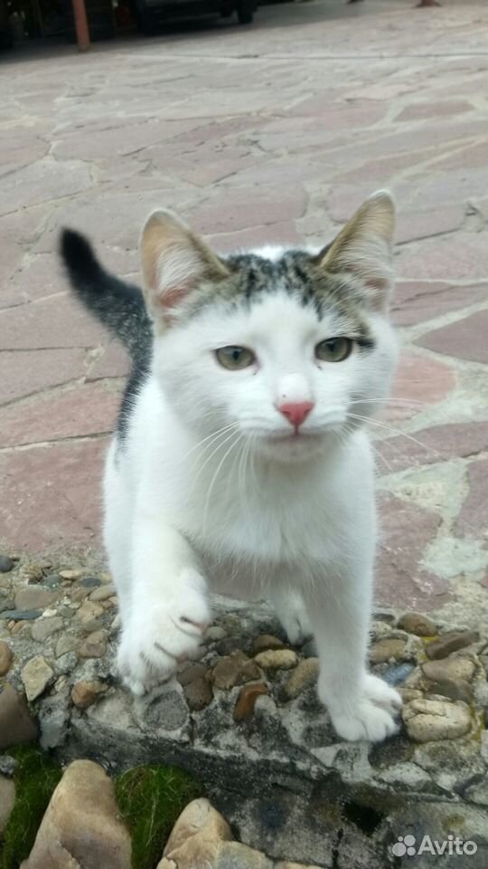Котенку нужны ваши надёжные добрые руки