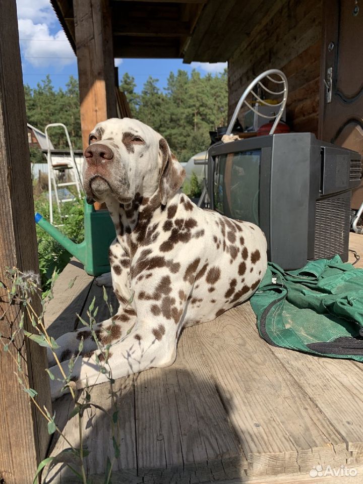 Отдам собаку в добрые руки