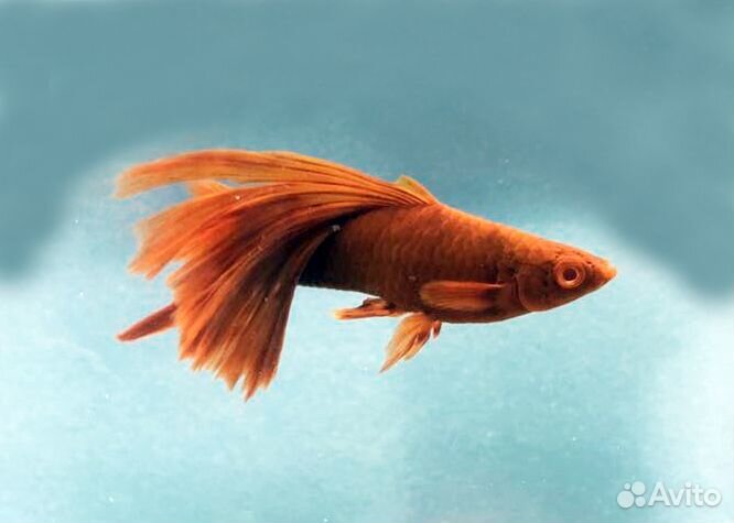 Меченосец рубин