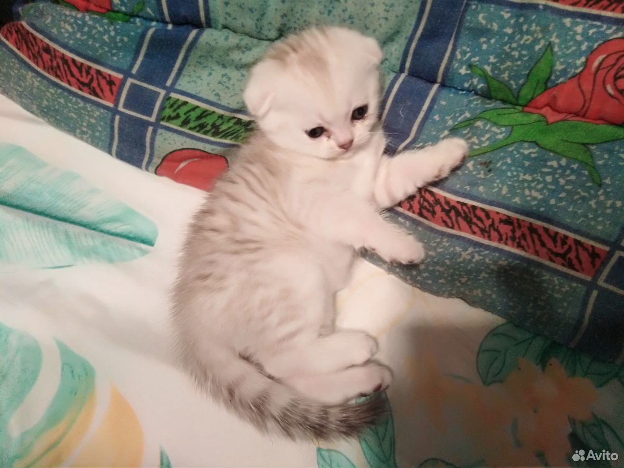 Кремовый милый котик